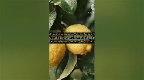 Learn Malayalam Youtube