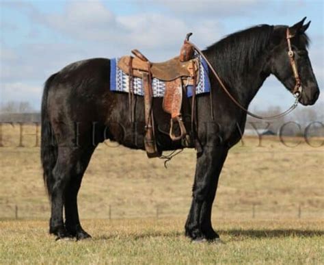 Trevor Patrick Archives