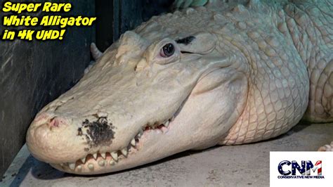 Super Rare Leucistic White Alligator In 4k Uhd By John D Villarreal
