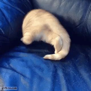 Couch  Couch Cat Kitten Discover And Share S