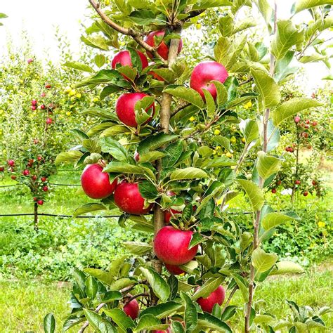 Tasty Red™ Fruit Snacks™ Apple Tree Sweet Space Saving Apples