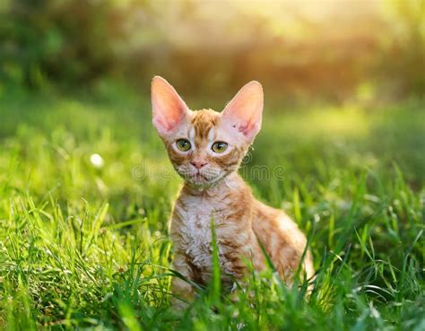 Funny Curious Young Red Ginger Devon Rex Kitten Sitting In Green Grass