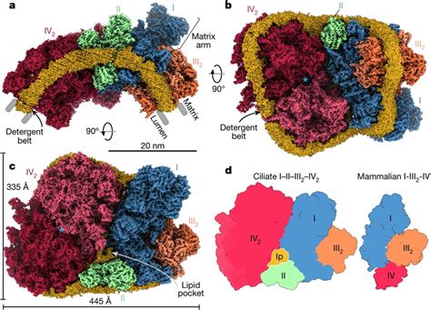 Nature：从结构上揭示线粒体呼吸链超级复合物的组装机制 生物科技 健康一线资讯