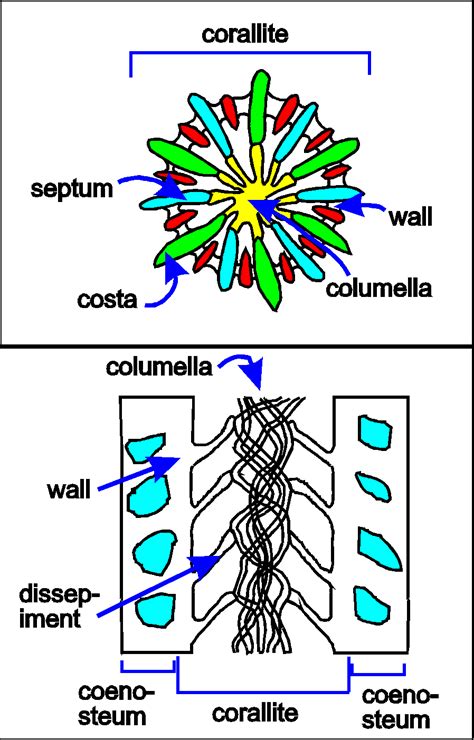 Nmita General Coral Morphology