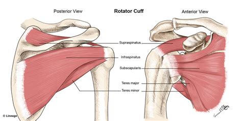 Rotator Cuff Strains And Tears