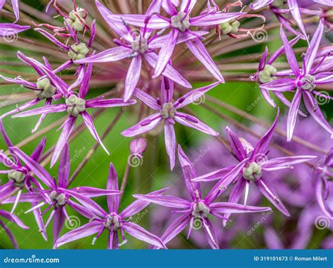 Allium Giganteum Flowers In A Garden Stock Image