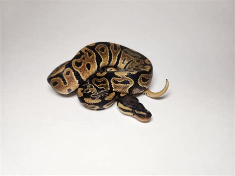 66het Vpi Ball Python By Billiards Balls Morphmarket