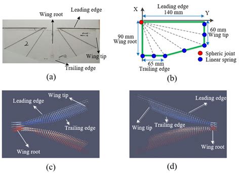 Flapping Wing Structure A Experimental Wings B Computational Download Scientific Diagram