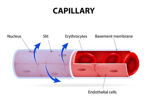 What Is The Function Of Capillaries Class 10 At Jamie Gibb Blog