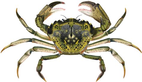European Green Shore Crab Carcinus Maenas Marinewise