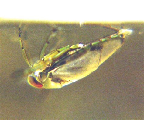 Plastron Definition Biology At Michael Dittmer Blog