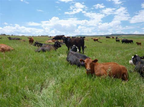 Princess Beef Farm Ranch Homestead