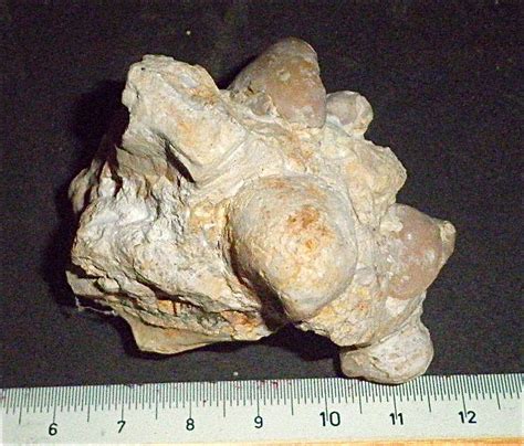 Rudist Member Collections The Fossil Forum