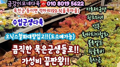 큼직한 수입군생다육 좋은가격으로입고 아르제 핑크마녀 연봉 환타지아철화 흑사금등오닉스철화 대량입고도소매가능청화금품절유료광고포함 Youtube