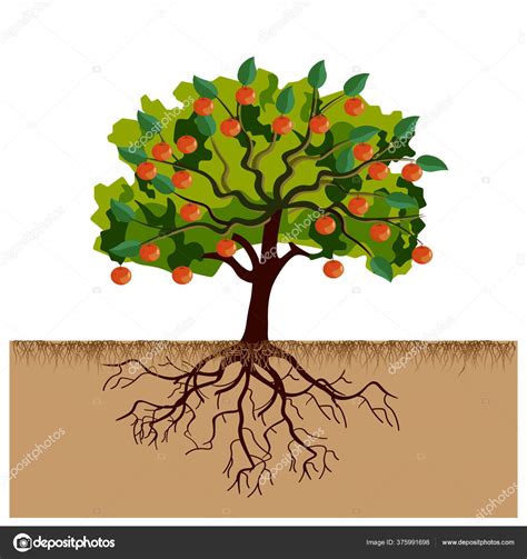 열매와 뿌리가 있는 큰 사과나무 스톡 벡터 ©newgena 375991698