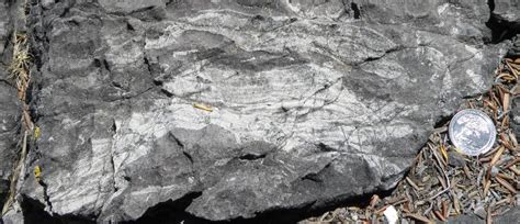 Mass Extinctions Through Geologic Time Fossils And Paleontology Us National Park Service