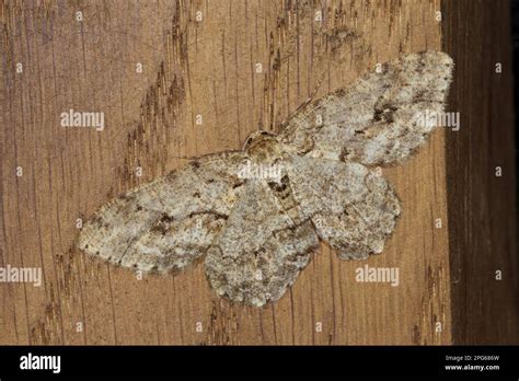 Engrailed Moth Ectropis Bistortata Adult Resting On Window Frame Powys Wales United
