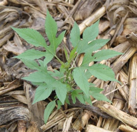 Giant Ragweed Mizzou Weedid