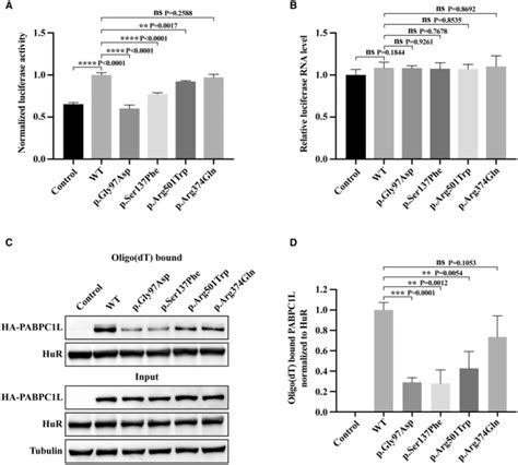 Bi‐allelic Pathogenic Variants In Pabpc1l Cause Oocyte Maturation