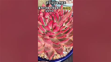 다육이묵둥이 대품 몰게인 기온차로 익었어요 Youtube