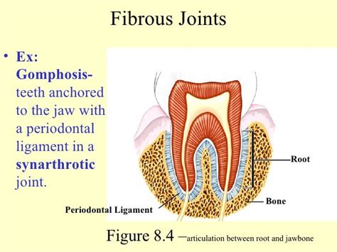 Example Of Gomphosis Joint At Evelyn Carson Blog