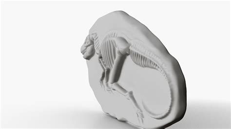 Dinosaur Fossil 002 3d Model Turbosquid 2298325