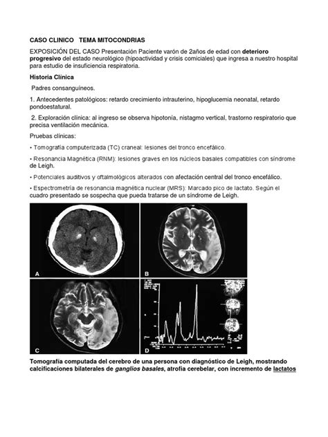 Mitocondria Pdf Mitocondria Metabolismo
