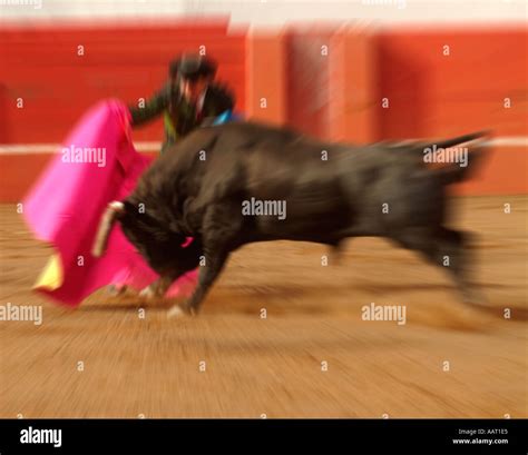 Portuguese Style Bullfighting Hi Res Stock Photography And Images Alamy