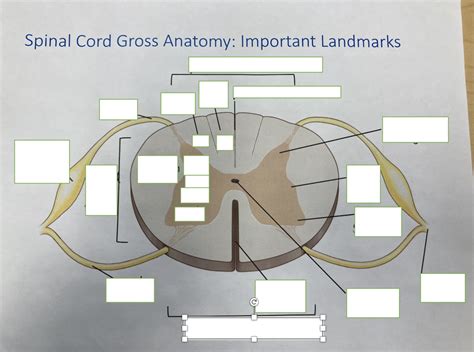 Spinal Cord Gross Anatomy Labeling Diagram Quizlet