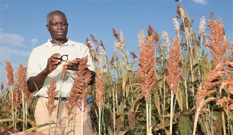 Usda Nifa Seeks Stakeholder Input On Priorities Morning Ag Clips