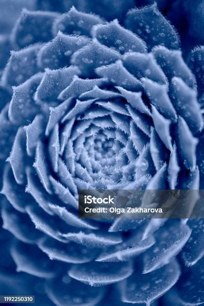 트렌디 한 클래식 블루 컬러의 열대 식물의 아름다운 매크로 샷 자연 개념 2020 얕은 피사계 심도가 있는 자연스러운 배경입니다 2020년에 대한 스톡 사진 및 기타 이미지