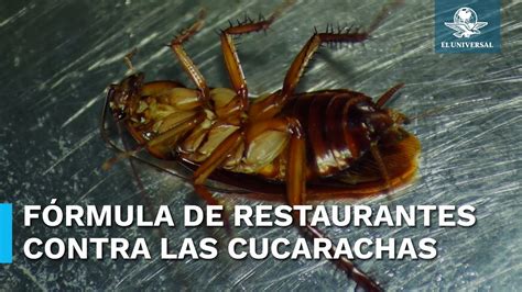 Fórmula Casera Para Eliminar Las Cucarachas Youtube