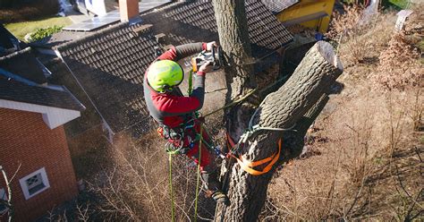 Safety Meeting Tree Trimming Safe At Work California