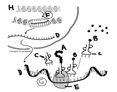 Gene Expression Diagram Quiz — Printable Worksheet