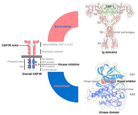 Colony Stimulating Factor 1 Receptor A Novel Target For Cancer Immunotherapy Intechopen