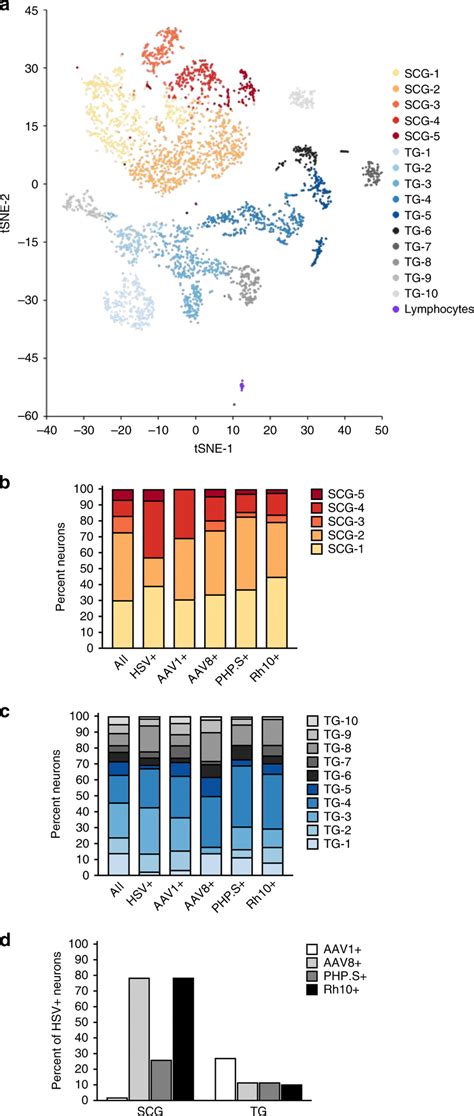 Single Cell Rna Seq Analysis Of Purified Neurons A Tsne Plot Of Neurons