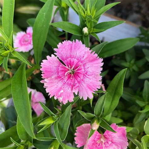 Are Dianthus Edible Can You Make Recipes Out Of Them
