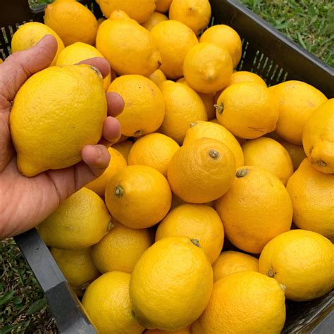 The Lemon And Its Varieties Seville Oranges