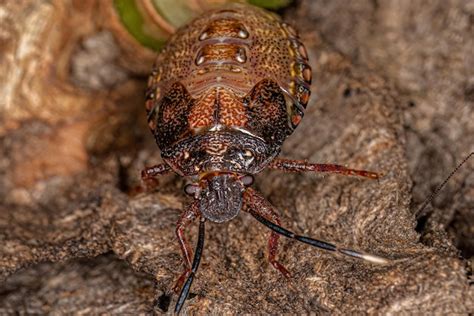 Premium Photo Stink Bug Nymph