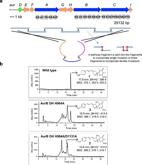 Figure 2 From Dna Assembler A Synthetic Biology Tool For
