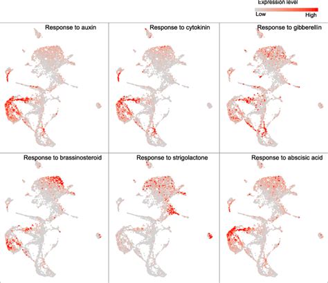 umap visualization of expression patterns of genes related to hormone