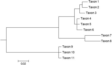 Phylogenetic Tree Of 11 Taxa Taxon 911 Are 1 Different From Each Download Scientific Diagram