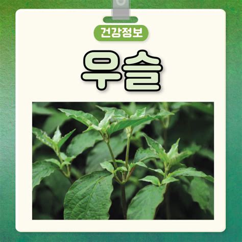우슬 우슬 뿌리 우슬차 효능 부작용 쇠무릎 우슬 분말 가격 우슬 먹는 법 네이버 블로그