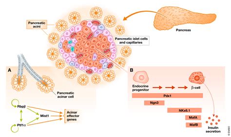 Employing Core Regulatory Circuits To Define Cell Identity The Embo Journal