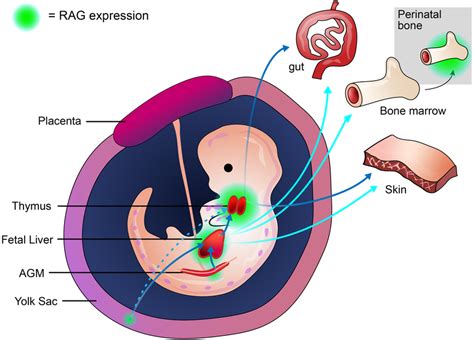 Emergence And Trafficking Of Hematopoietic And Lymphoid Progenitor Download Scientific Diagram