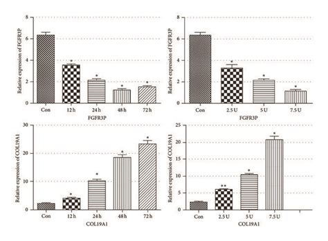 The Regulation Of Bonta On The Expression Of Fgfr3p And Col19a1 In
