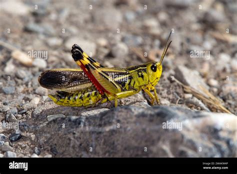 Large Banded Grasshopper Arcyptera Fusca Male A Short Horned Grasshopper From The Acrididae