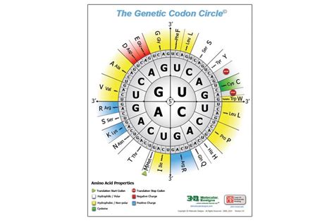 3dmd Genetic Codon Poster