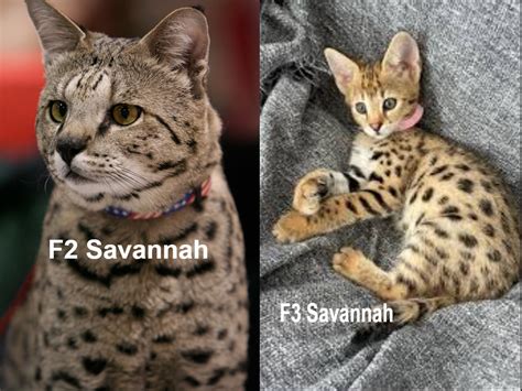 F1 And F2 Savannah Cats