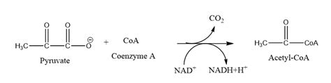 147 Stage 2 Glycolysis And Metabolism Of Pyruvate Chemistry